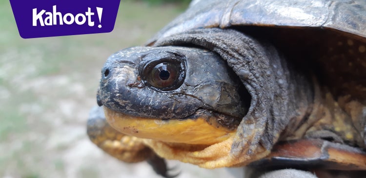 Let's learn about turtles! - Kahoot! Quiz
