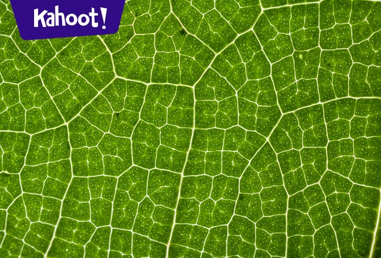 Level 3 Plant Vocab + Photosynthesis + Plant cells - Kahoot! Quiz
