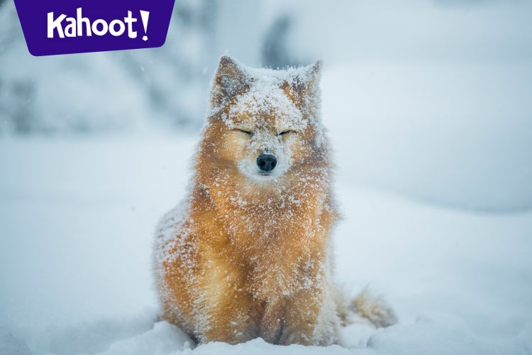 Animal Kingdom Trivia - Kahoot! Quiz