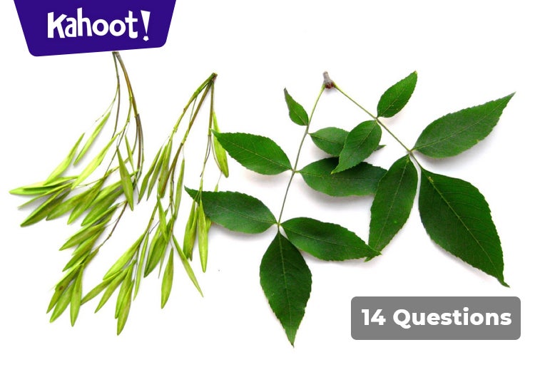 Wood Technology - Irish Deciduous Trees - Kahoot! Quiz