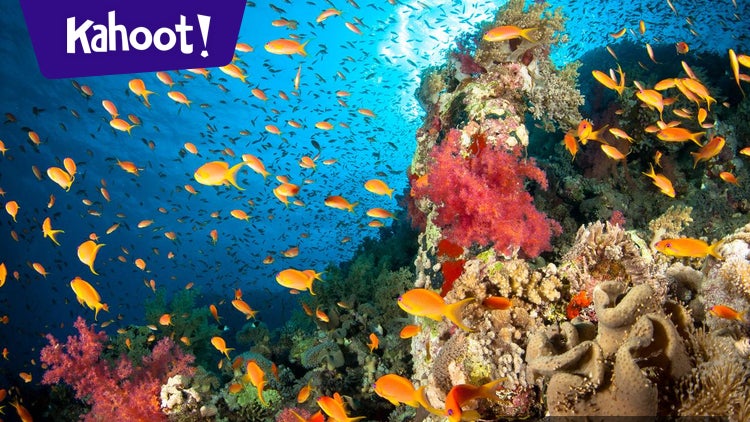 Marine Environments: Ocean Life Zones - Kahoot! Quiz