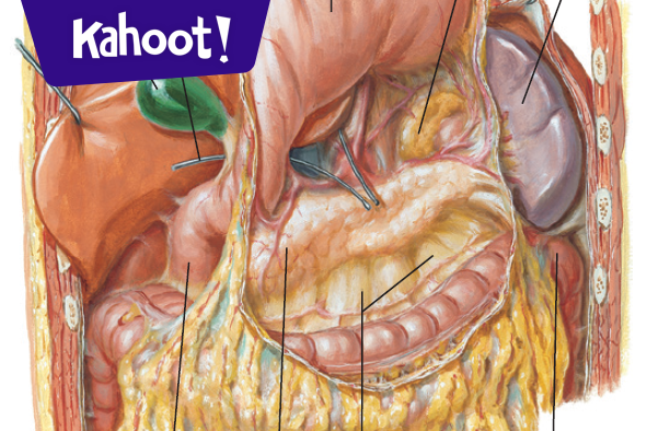 Duplicate of Stomach and intestine - Kahoot! Quiz