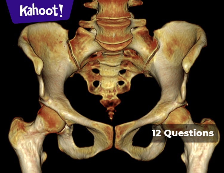 Hip and Pelvis Anatomy Quiz - Kahoot! Quiz