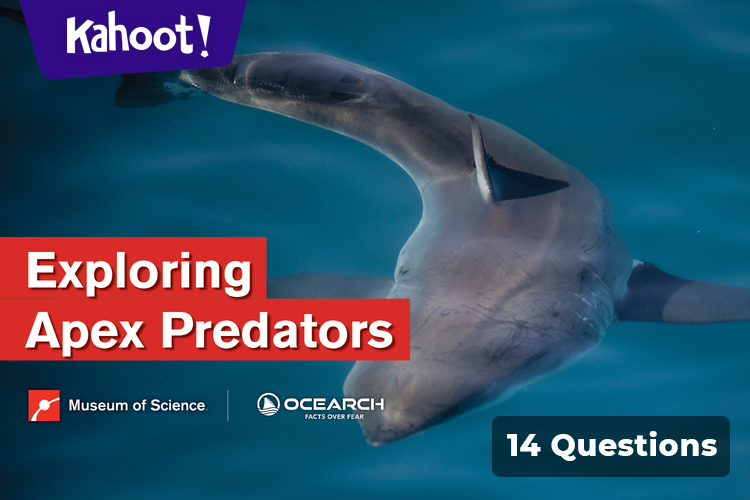 Exploring Apex Predators - Kahoot! Quiz