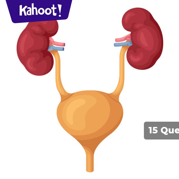 Science: Excretory System - Kahoot! Quiz