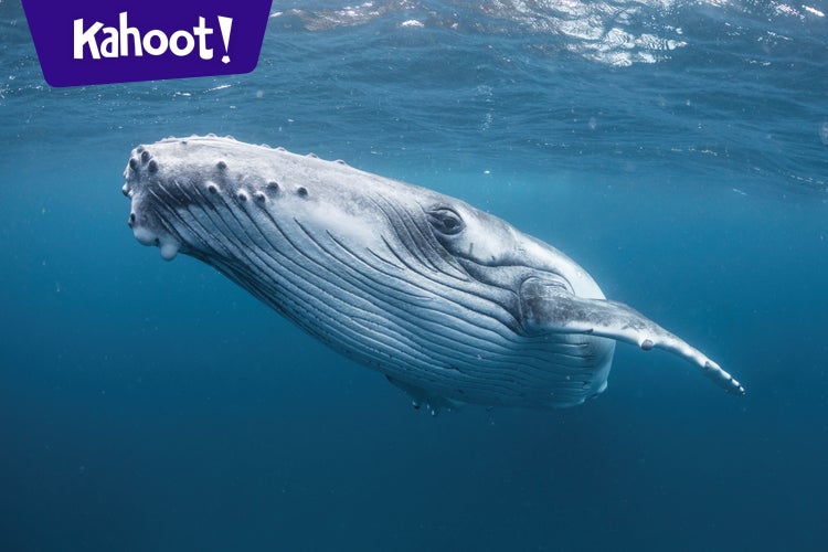 Ocean Animals - Kahoot! Quiz