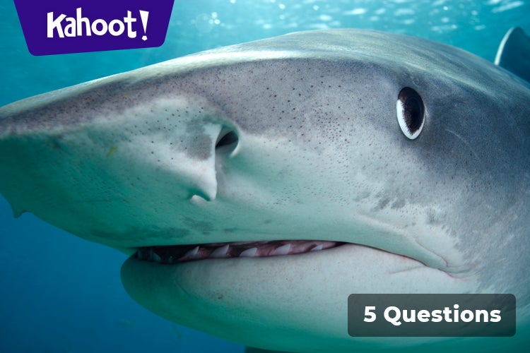 Marine Science Explorers: Sharks - Kahoot! Quiz