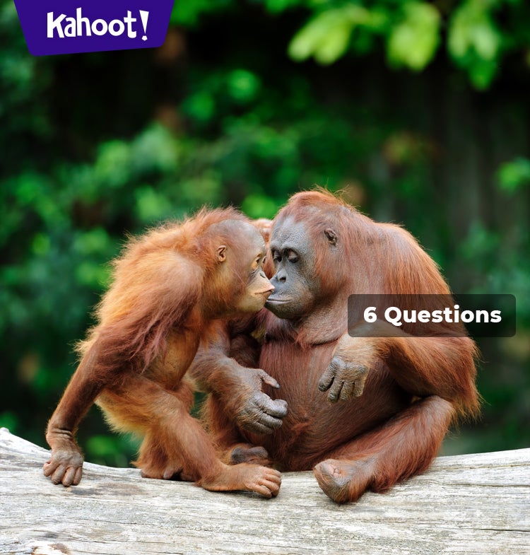 Religion and Life: Environment and Animals - Kahoot! Quiz