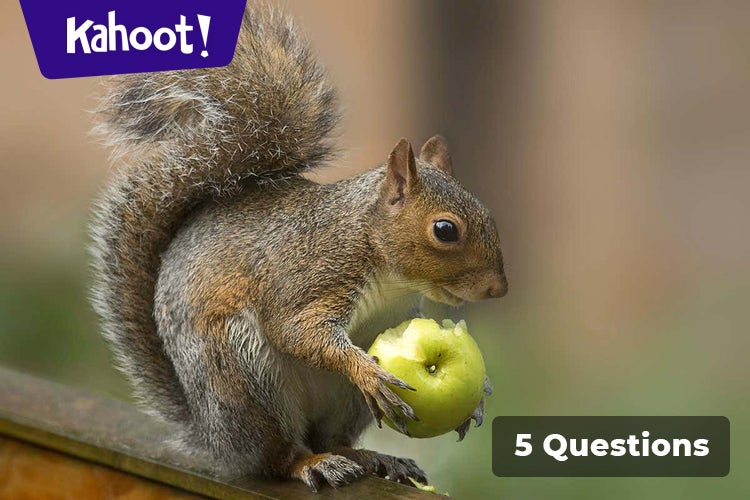 Y4 taster lesson - Kahoot! Quiz