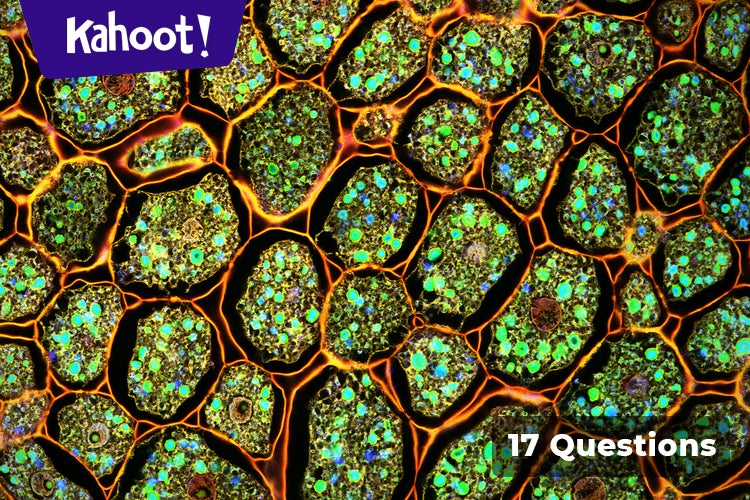 Y8 Biol Plants Cells - Kahoot! Quiz