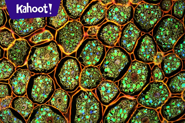 WSMS SCI6 Plant and Animal Cells Review - Kahoot! Quiz