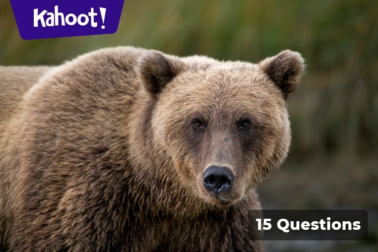 Bears and Hibernation: Afterschool - Kahoot! Quiz