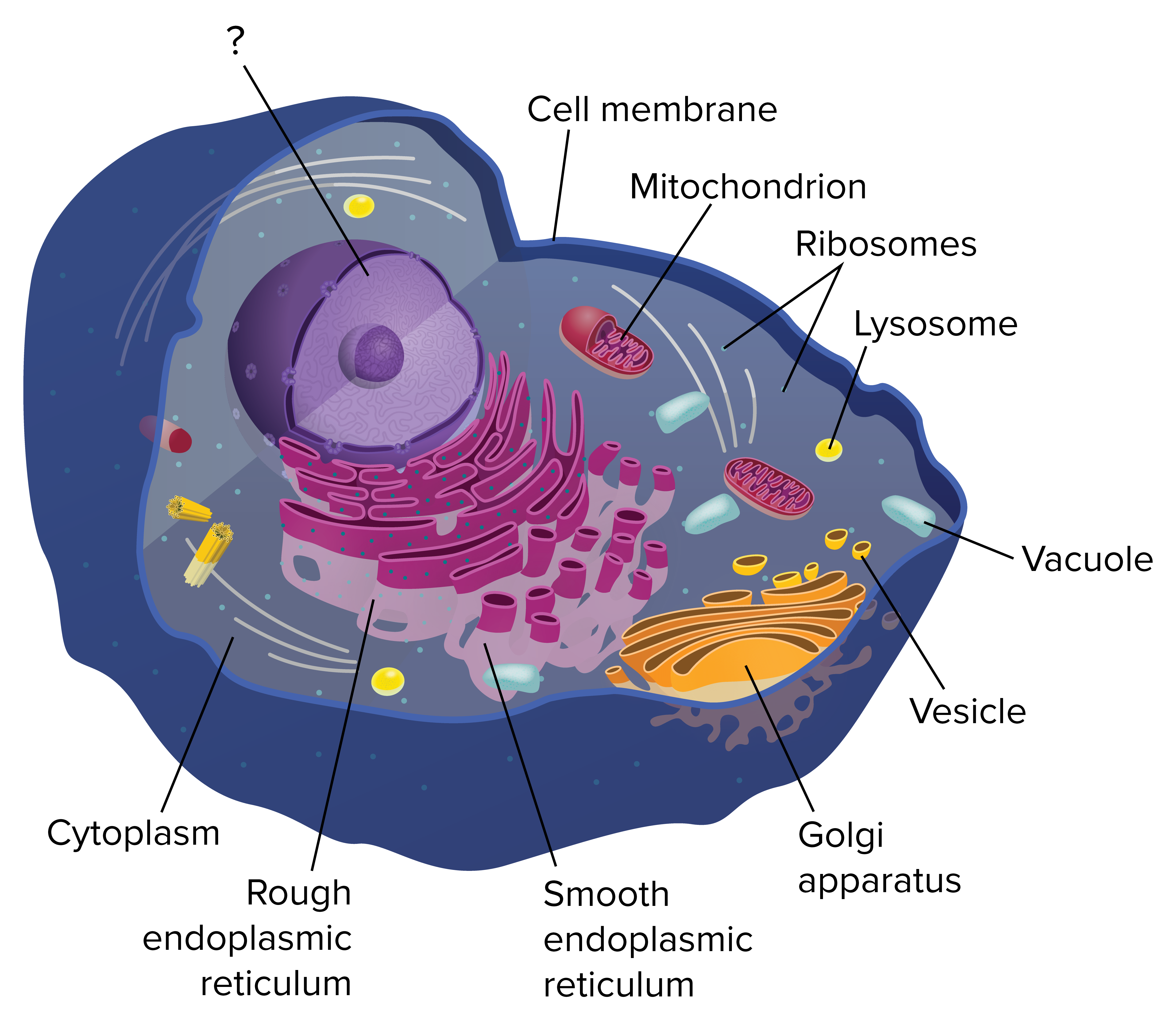 Cell Structure and Function - Kahoot! Quiz