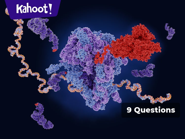 IB Biology 2.7 DNA replication, transcription and translation (IB style ...