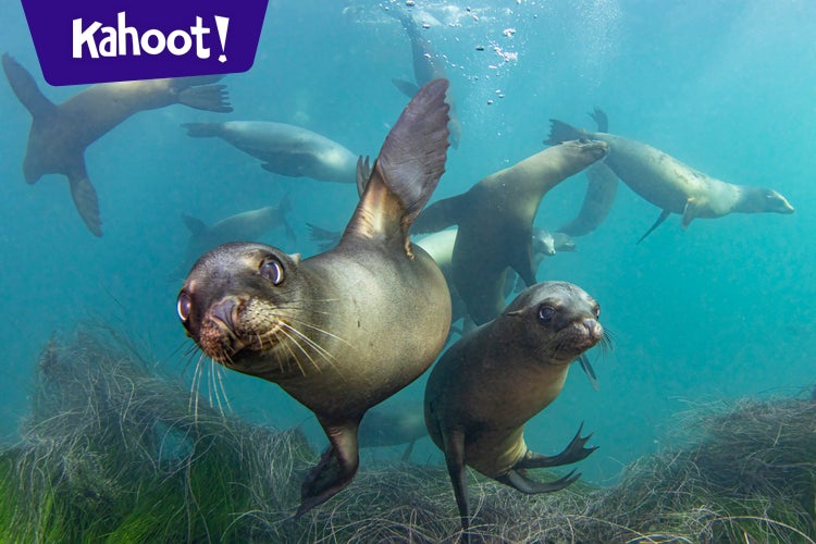 Ocean Ecosystems & Climate - Kahoot! Quiz