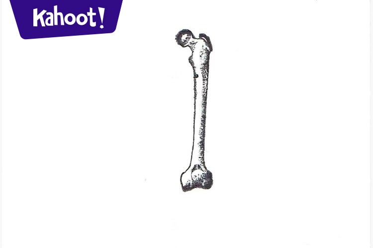 Anatomy: Module 9 - Hip and Proximal Leg - Kahoot! Quiz