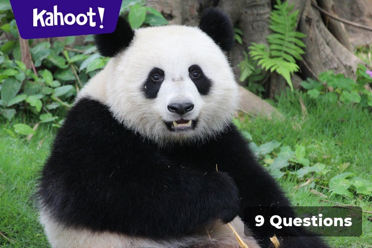 Giant Pandas: Biology, Veterinary Medicine, and Management - Kahoot! Quiz