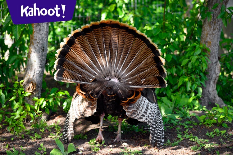 Wildlife Turkey SC FFA CDE - Kahoot! Quiz