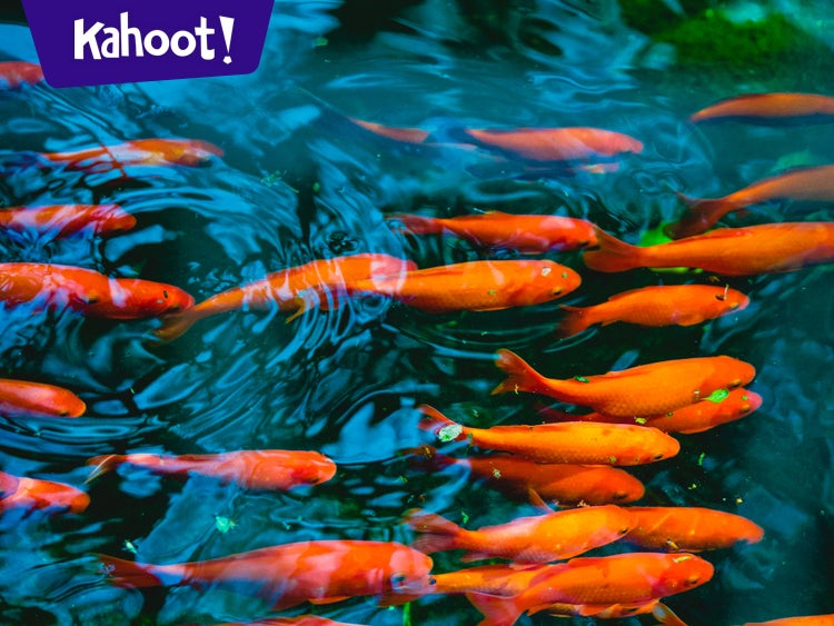 Animals Level 2 hage - Kahoot! Quiz