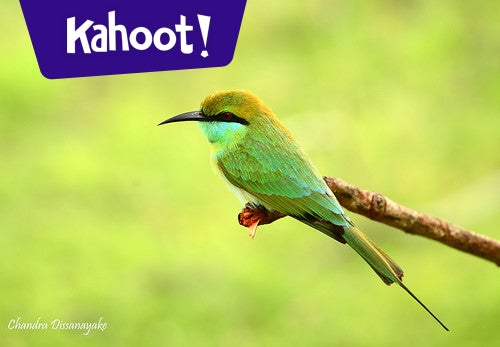 Bird's Name - Kahoot! Quiz