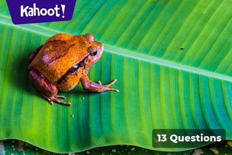 Classification - Kahoot! Quiz