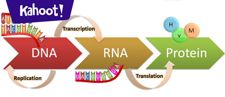 IB Biology Topic 7: Nucleic Acids and Proteins - Kahoot! Quiz