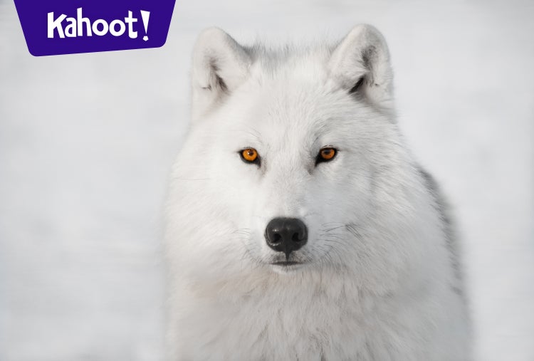 A-Z Mysteries White Wolf Chapter 1-2 - Kahoot! Quiz