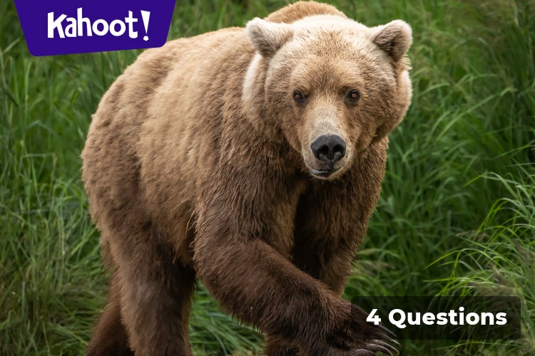 Bear Aware - Kahoot! Quiz
