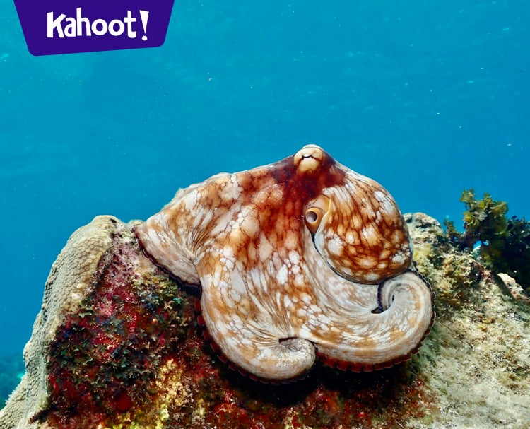 Amazing Animals - Kahoot! Quiz