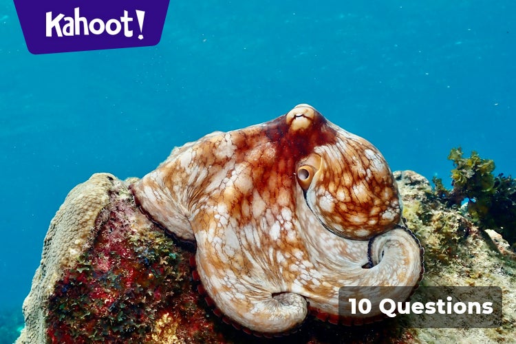 Animal Classification - Kahoot! Quiz