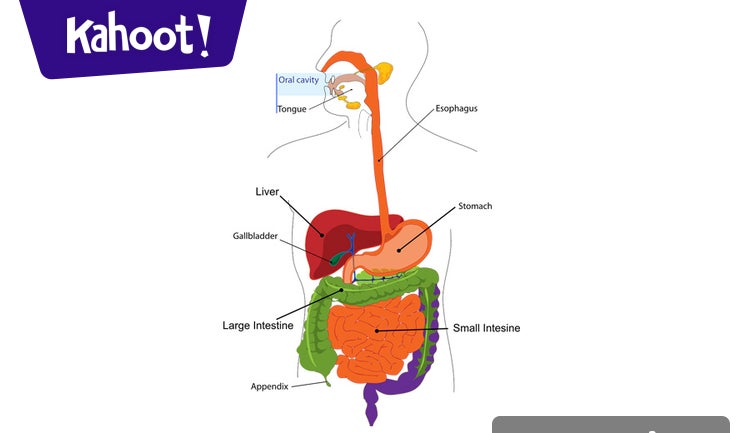 Chapter 7, Lesson 1 Review - Digestive System - Kahoot! Quiz