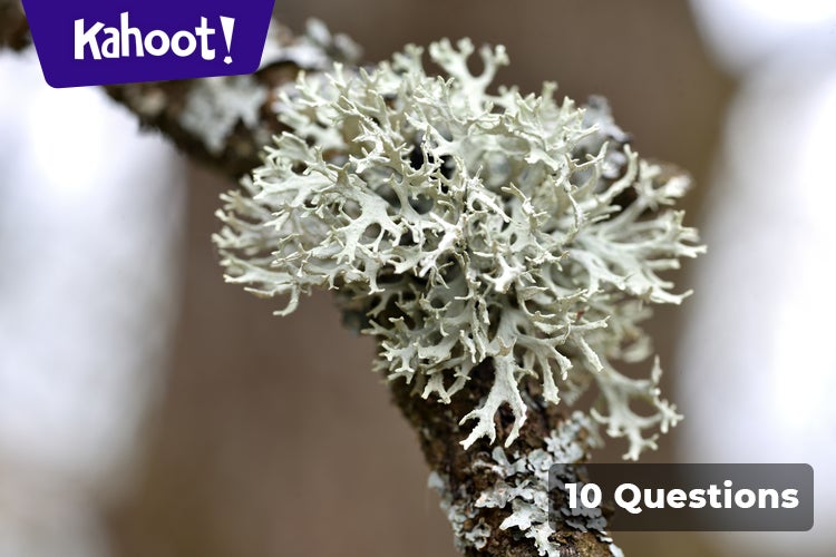 Fiore Plant Varieties, Fungi and Lichen - Kahoot! Quiz