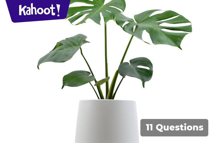 4th Grade Plant Assessment Review 1 - Kahoot! Quiz