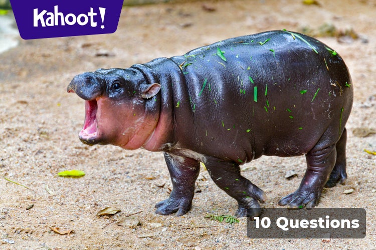 Zoo animals - Kahoot! Quiz