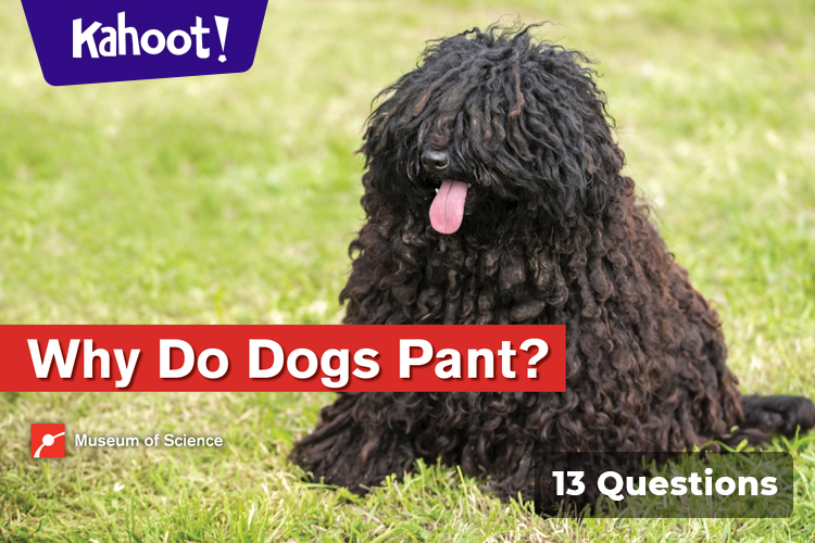 Why Do Dogs Pant? - Kahoot! Quiz