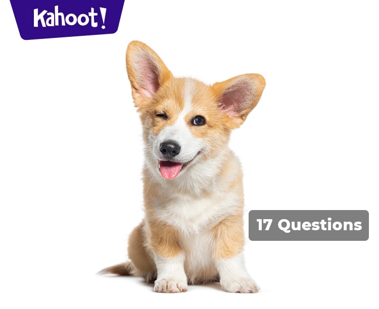 Memes | Dogs, Cats, Etc - Kahoot! Quiz