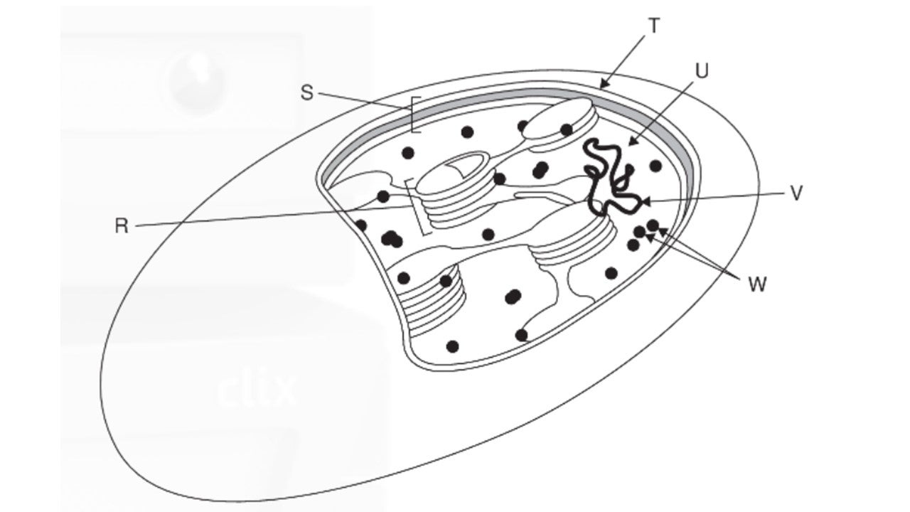 Ch 5 - Photosynthesis and Cellular Respiration - Kahoot! Quiz