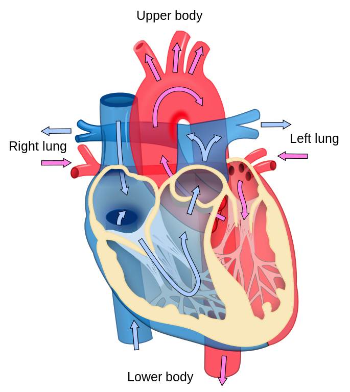 Circulatory and Respiratory Systems - Kahoot! Quiz