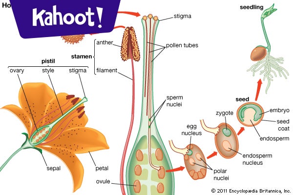 Plant Reproduction - Kahoot! Quiz
