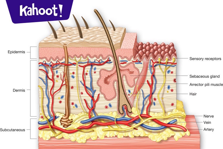 COS - Skin Structure, Growth, and Nutrition - Kahoot! Quiz