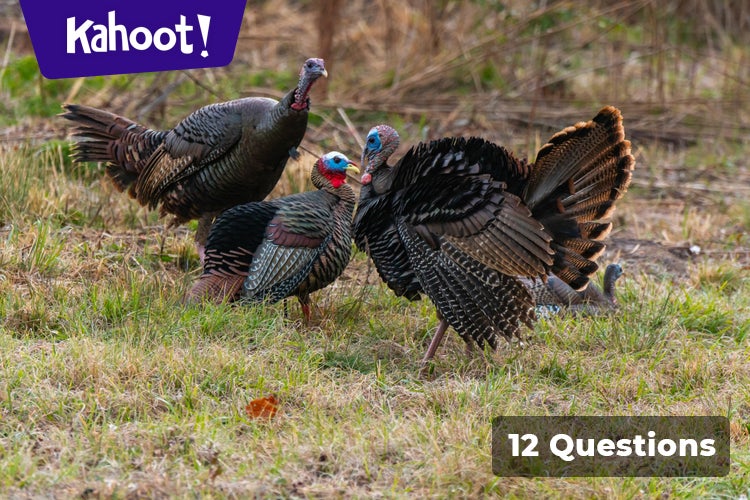 Turkey Facts! - Kahoot! Quiz