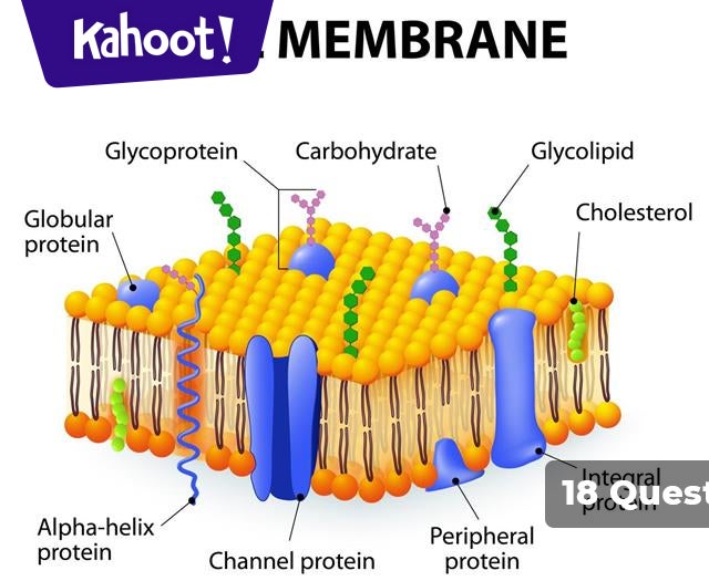 Cell Membrane Structure + Transport - Kahoot! Quiz