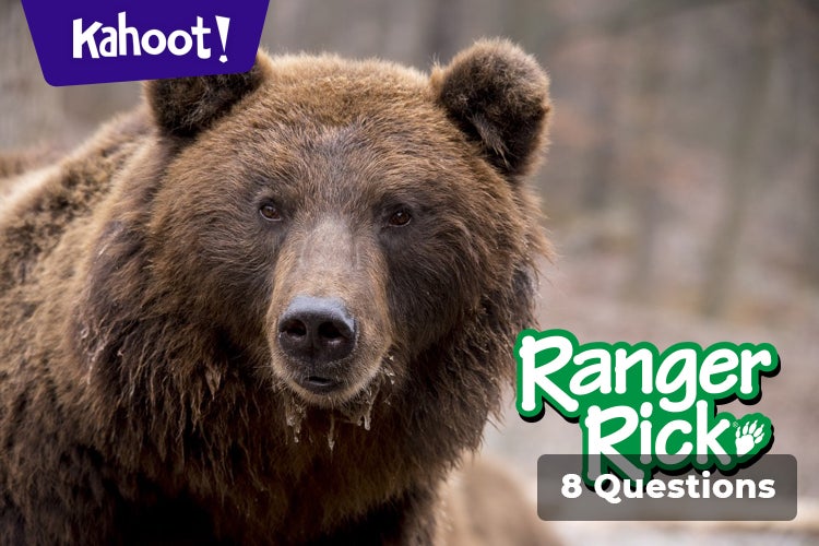 The Bear Necessities - Kahoot! Quiz