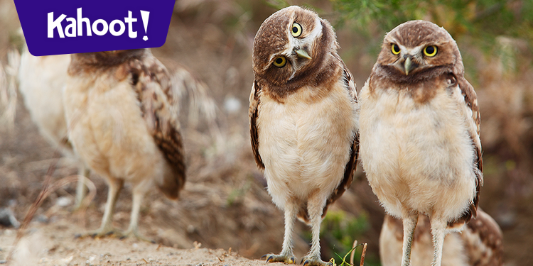 Hoot Figurative Language - Kahoot! Quiz