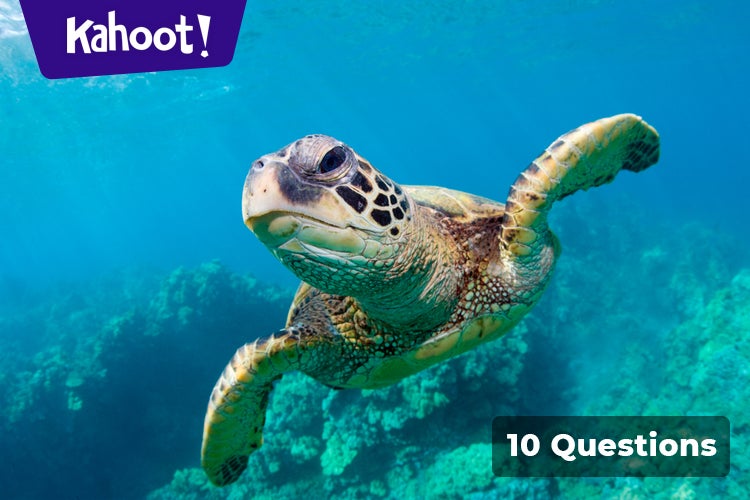 Adding Marine Animals (K.CC.A.1) - Kahoot! Quiz