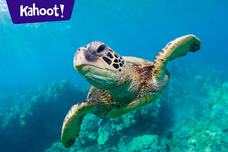 All About Sea Turtles - Kahoot! Quiz