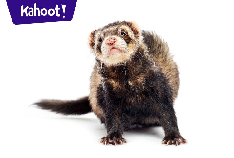 Ferrets - Systemic Pathology - Kahoot! Quiz
