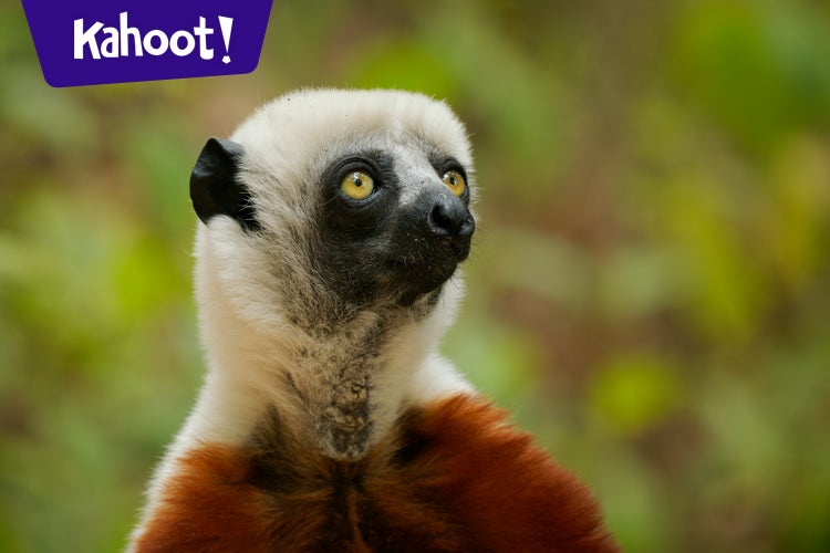 Primates 02. True or False - Kahoot! Quiz