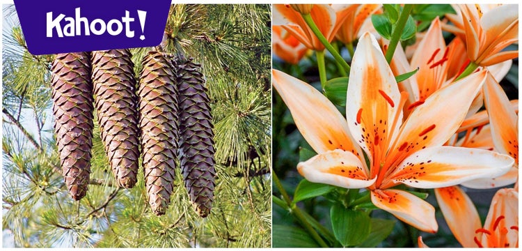 Plant Reproduction - Kahoot! Quiz