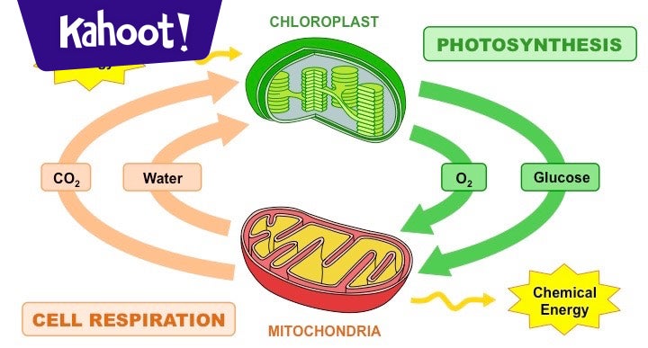 Photosynthesis and Cellular Respiration - 8th Grade - Kahoot! Quiz